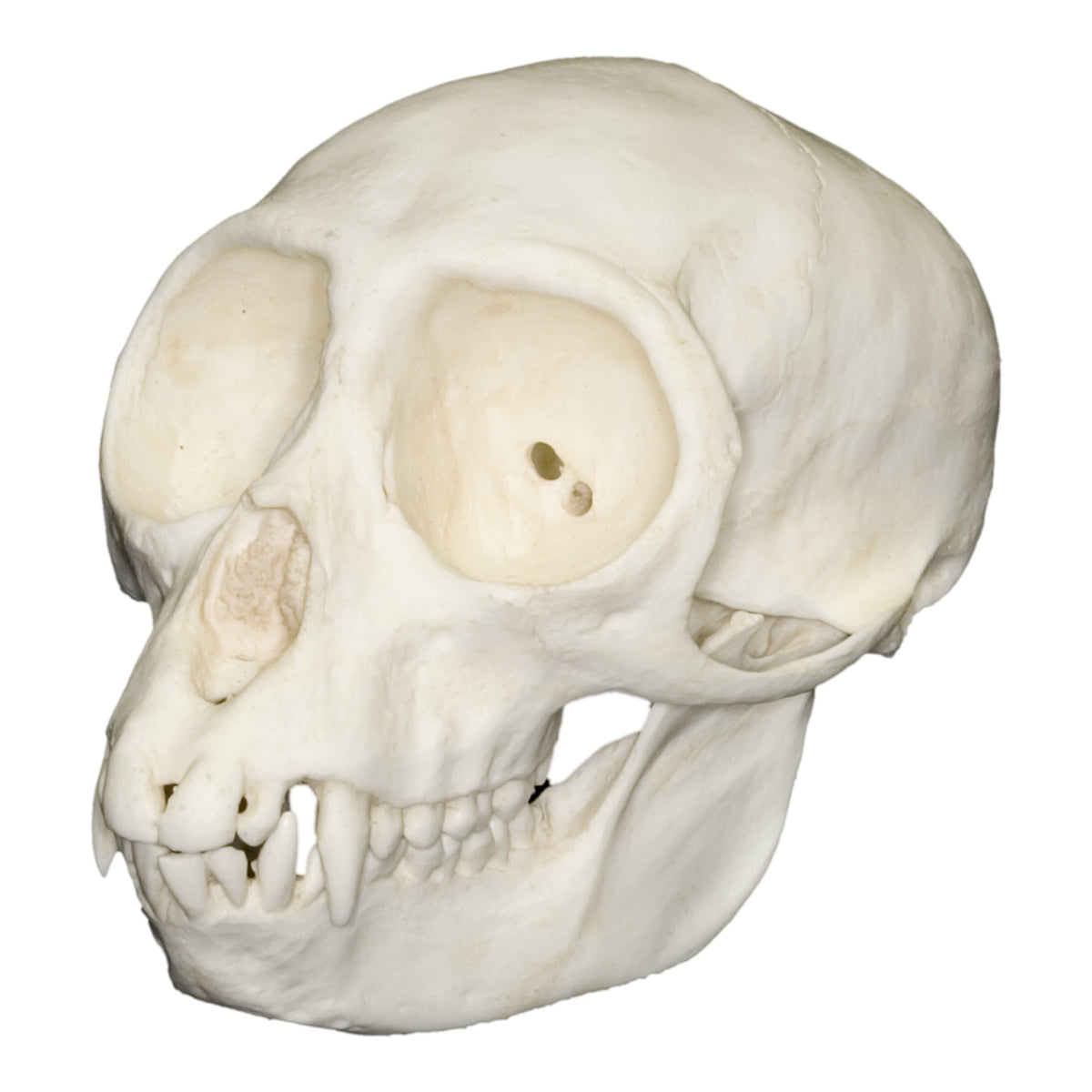 Replica Female Vervet Monkey Skull For Sale — Skulls Unlimited ...