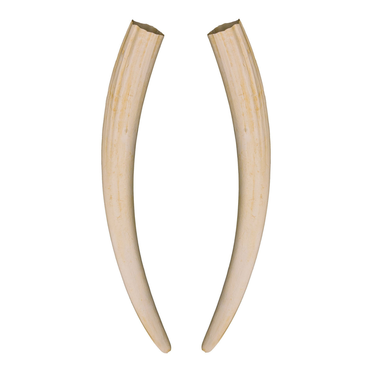 Replica Walrus Tusks For Sale — Skulls Unlimited International, Inc.