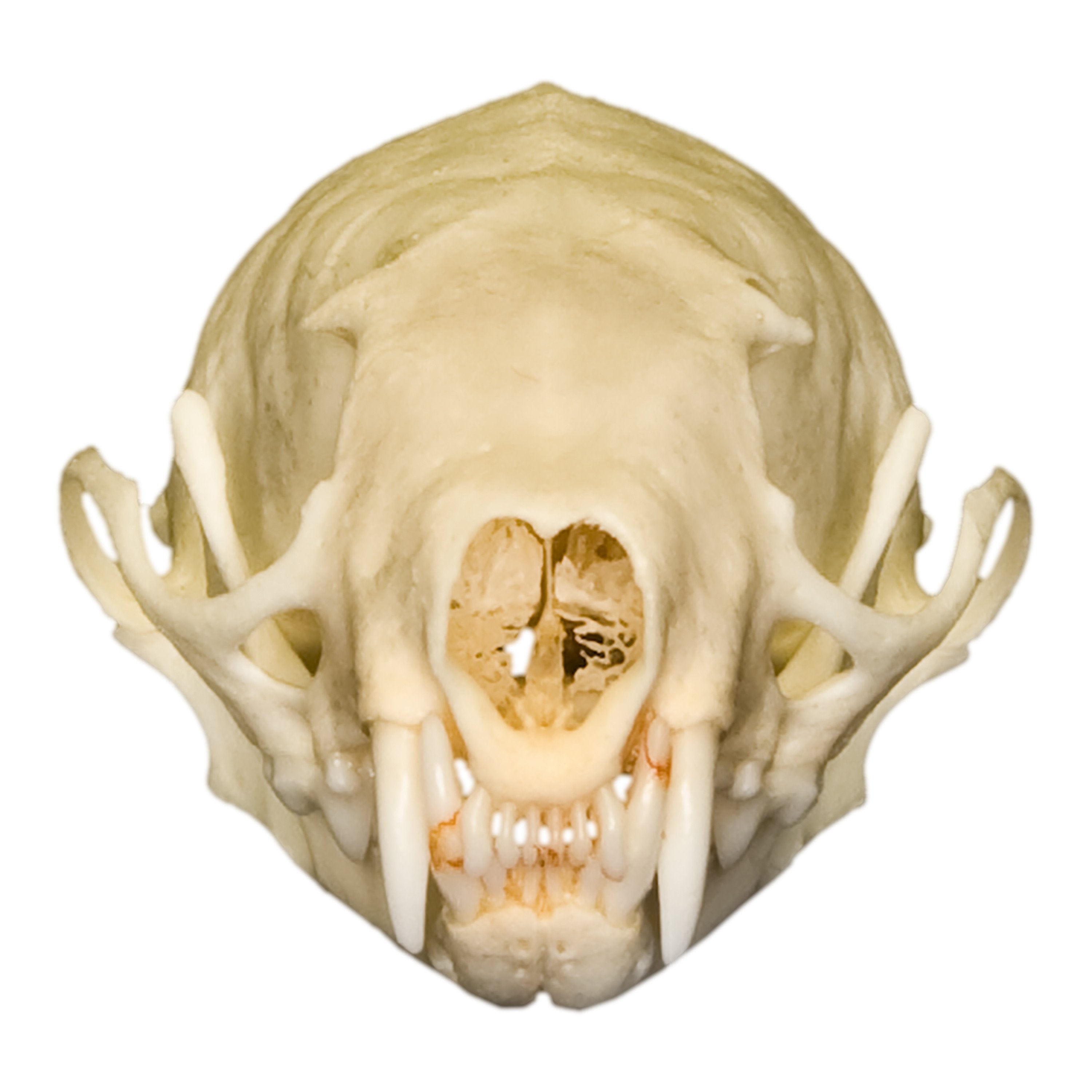 Long Tailed Weasel Skull
