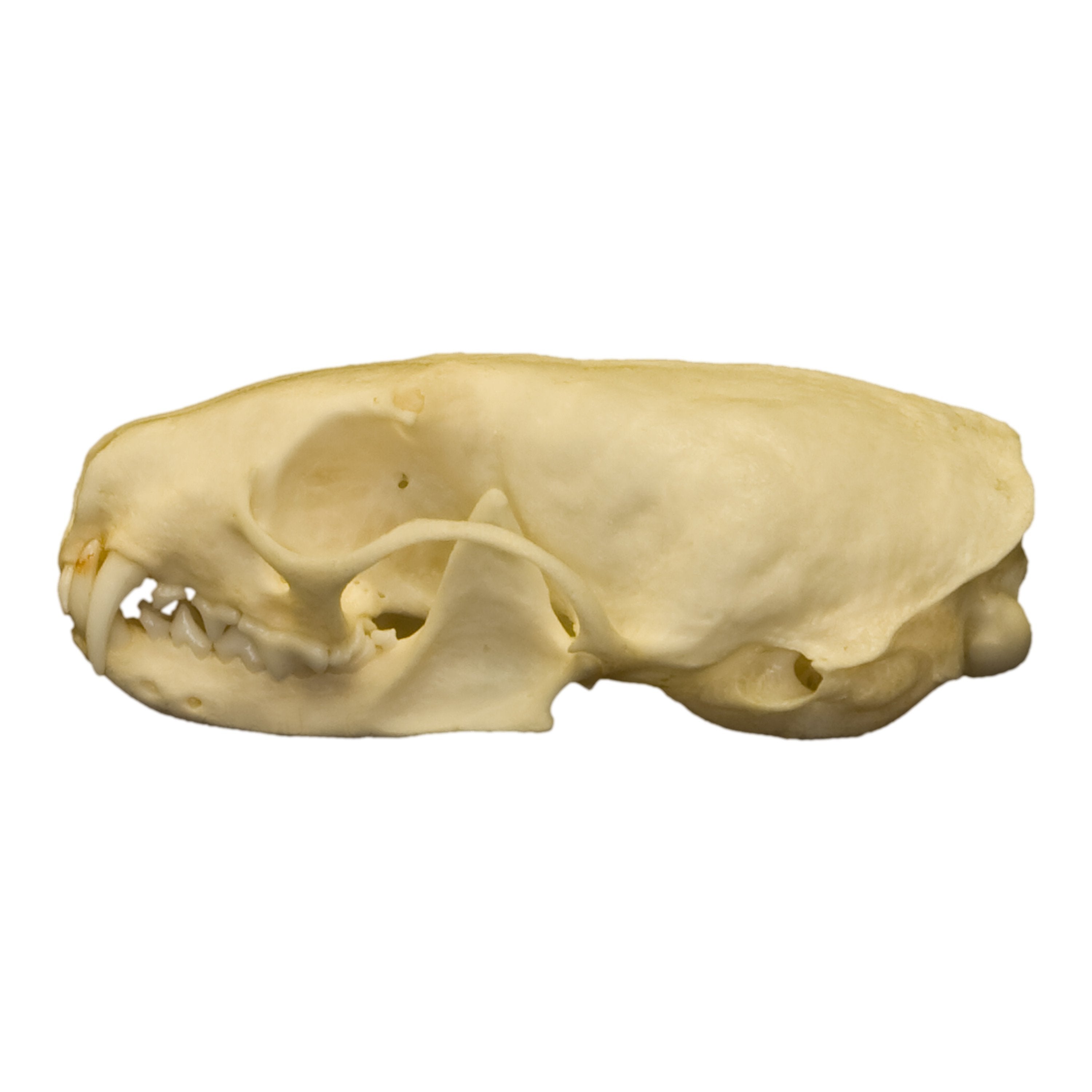 Long Tailed Weasel Skull
