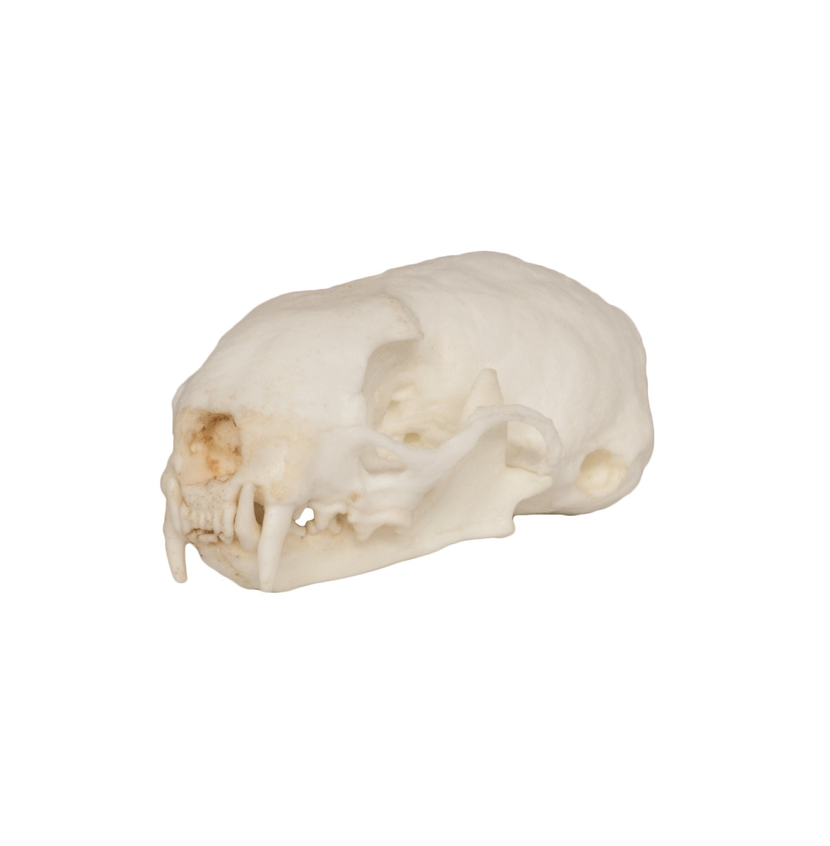 Replica Weasel Skull — Skulls Unlimited International, Inc.