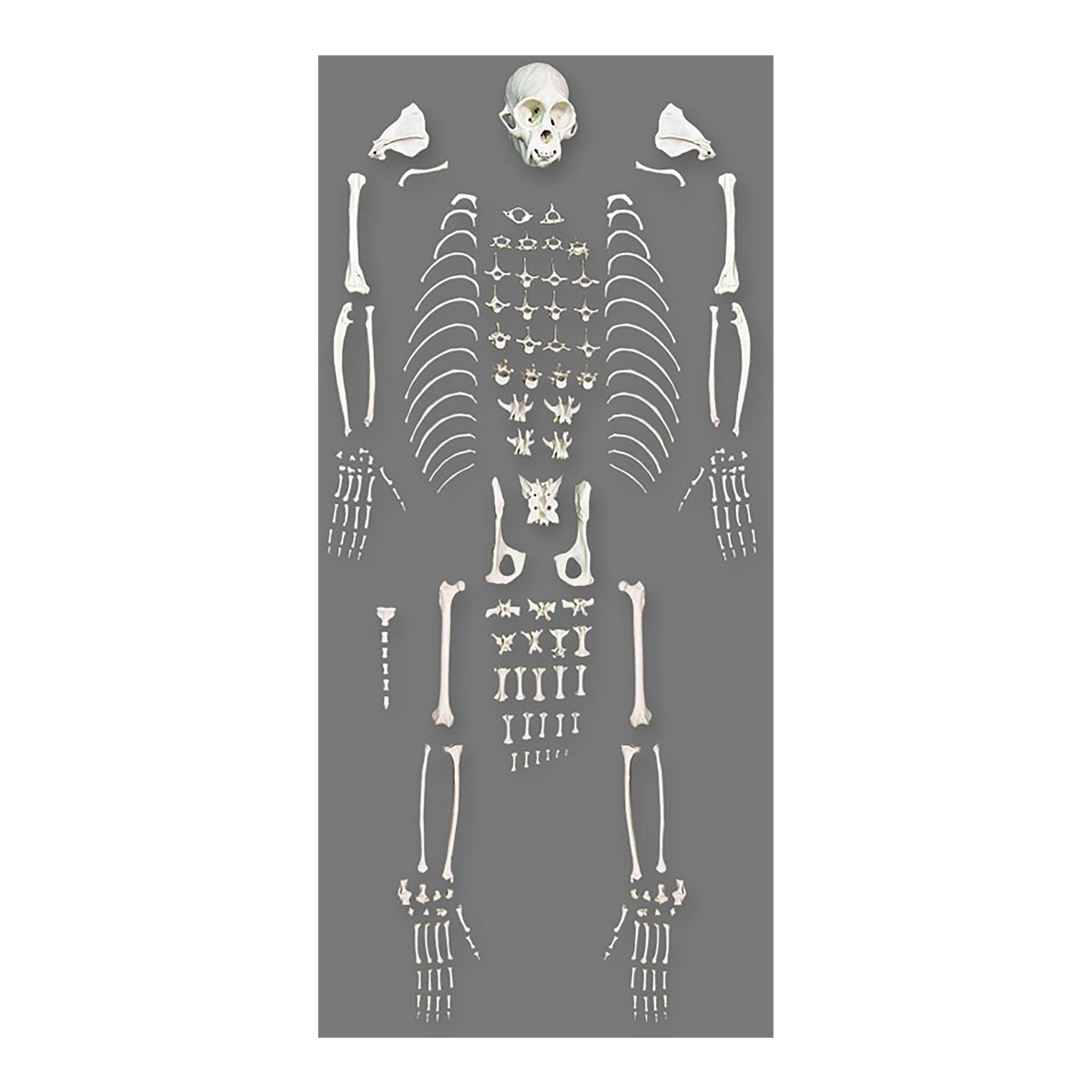The Weeping Capuchin is native to the rainforests of South America ...
