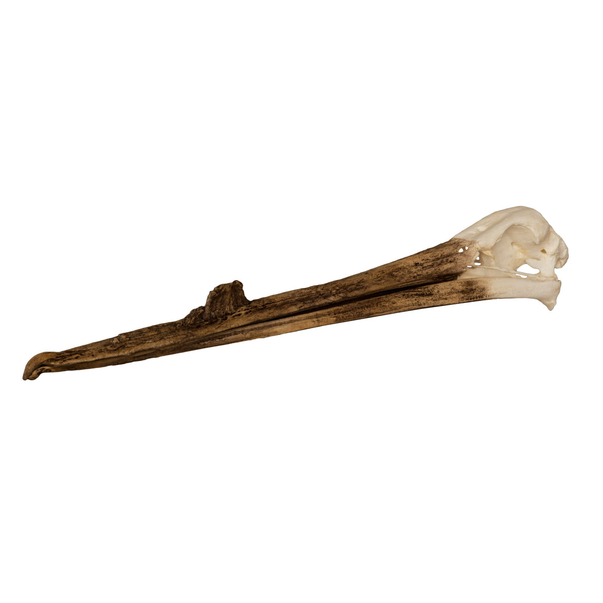 White Pelican Skull - The white pelican is native to a large region ...
