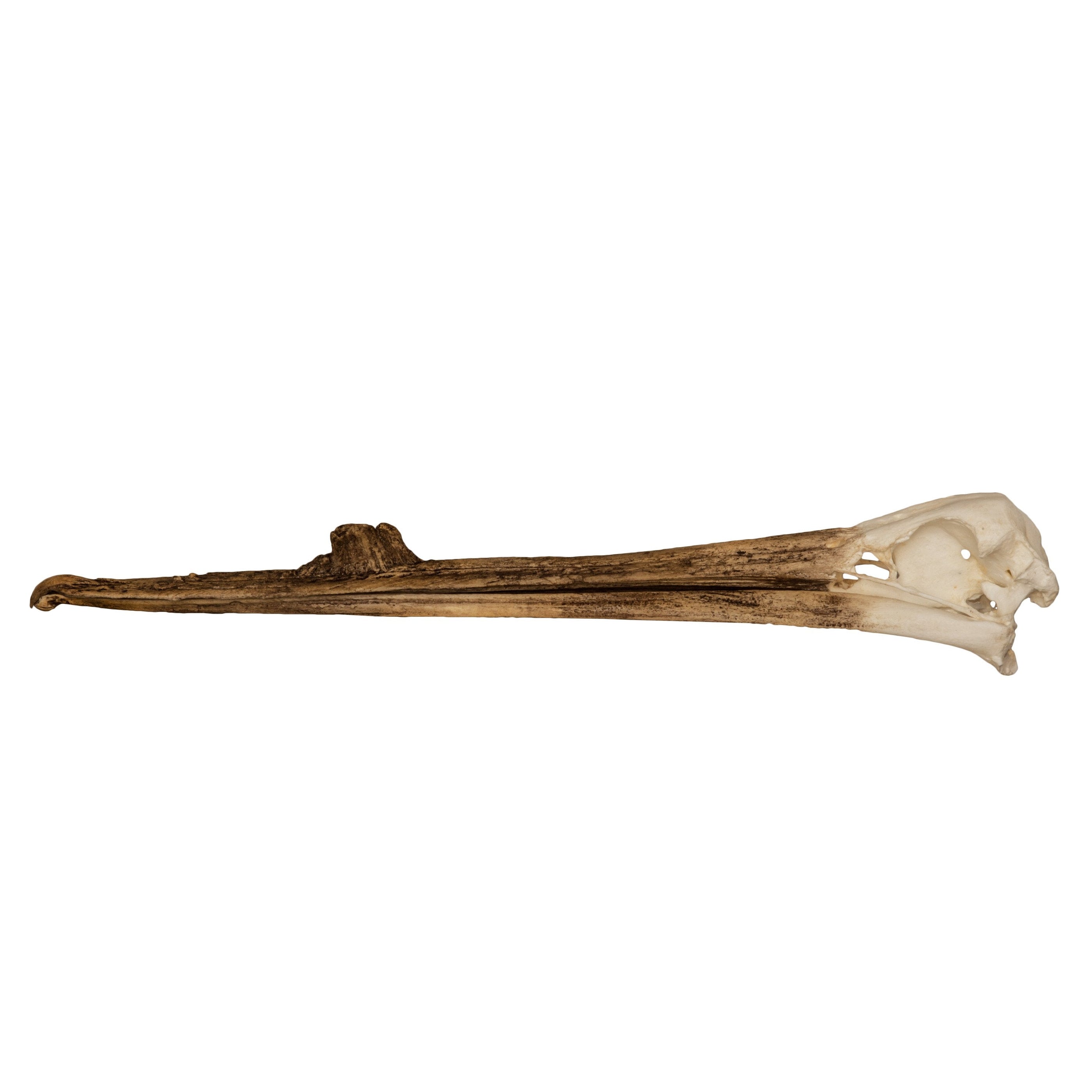 White Pelican Skull - The white pelican is native to a large region ...