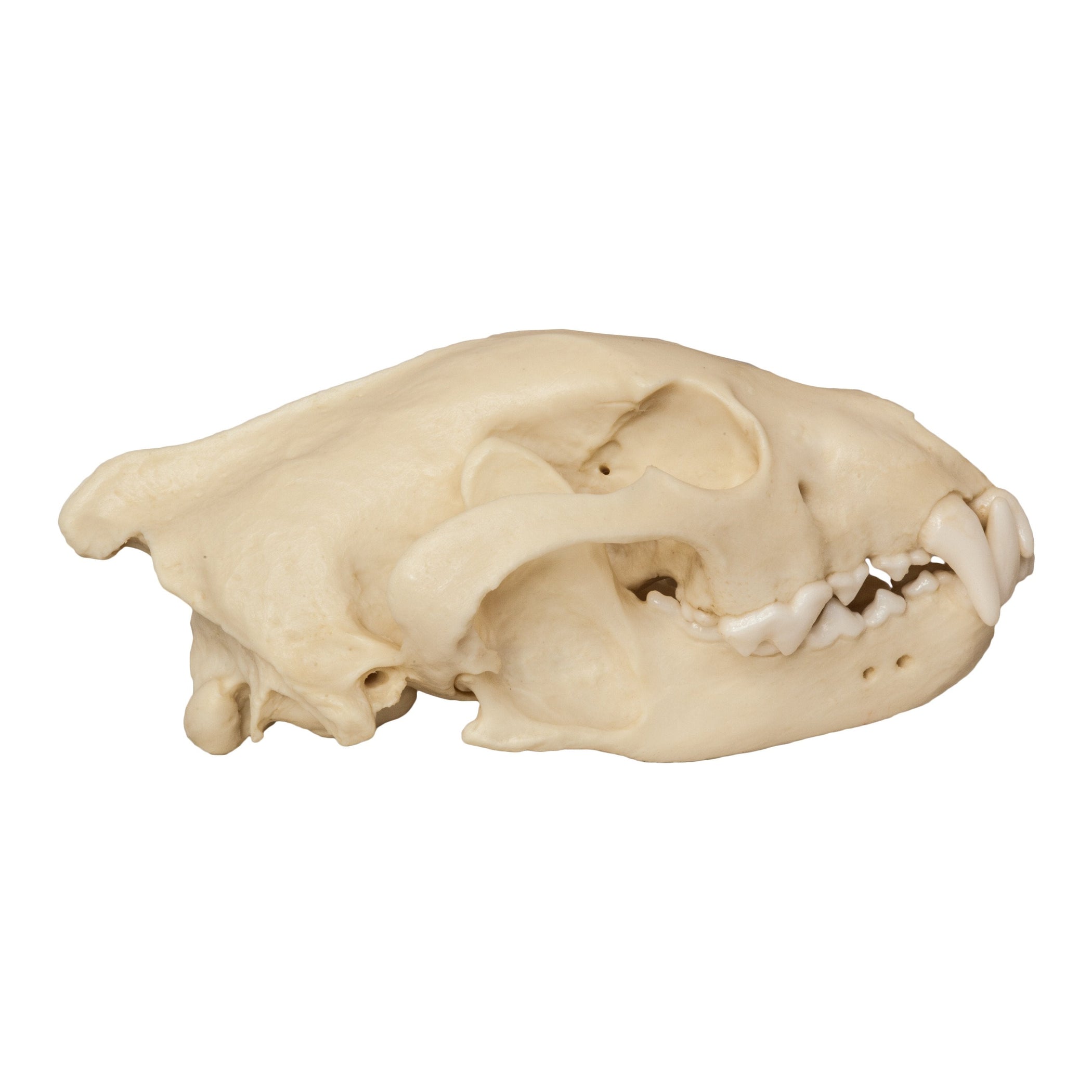 Replica Wolverine Skull — Skulls Unlimited International, Inc.
