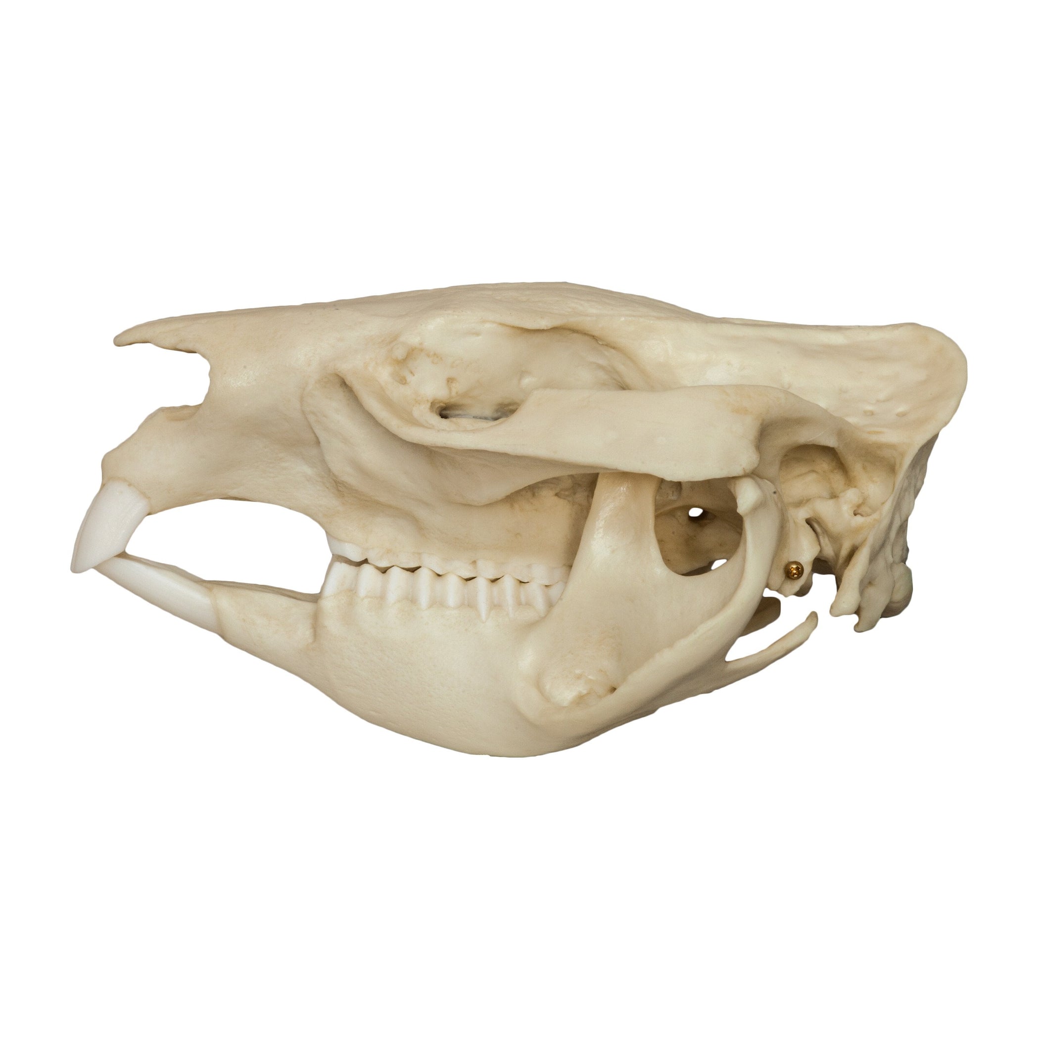 Replica Wombat Skull — Skulls Unlimited International, Inc.