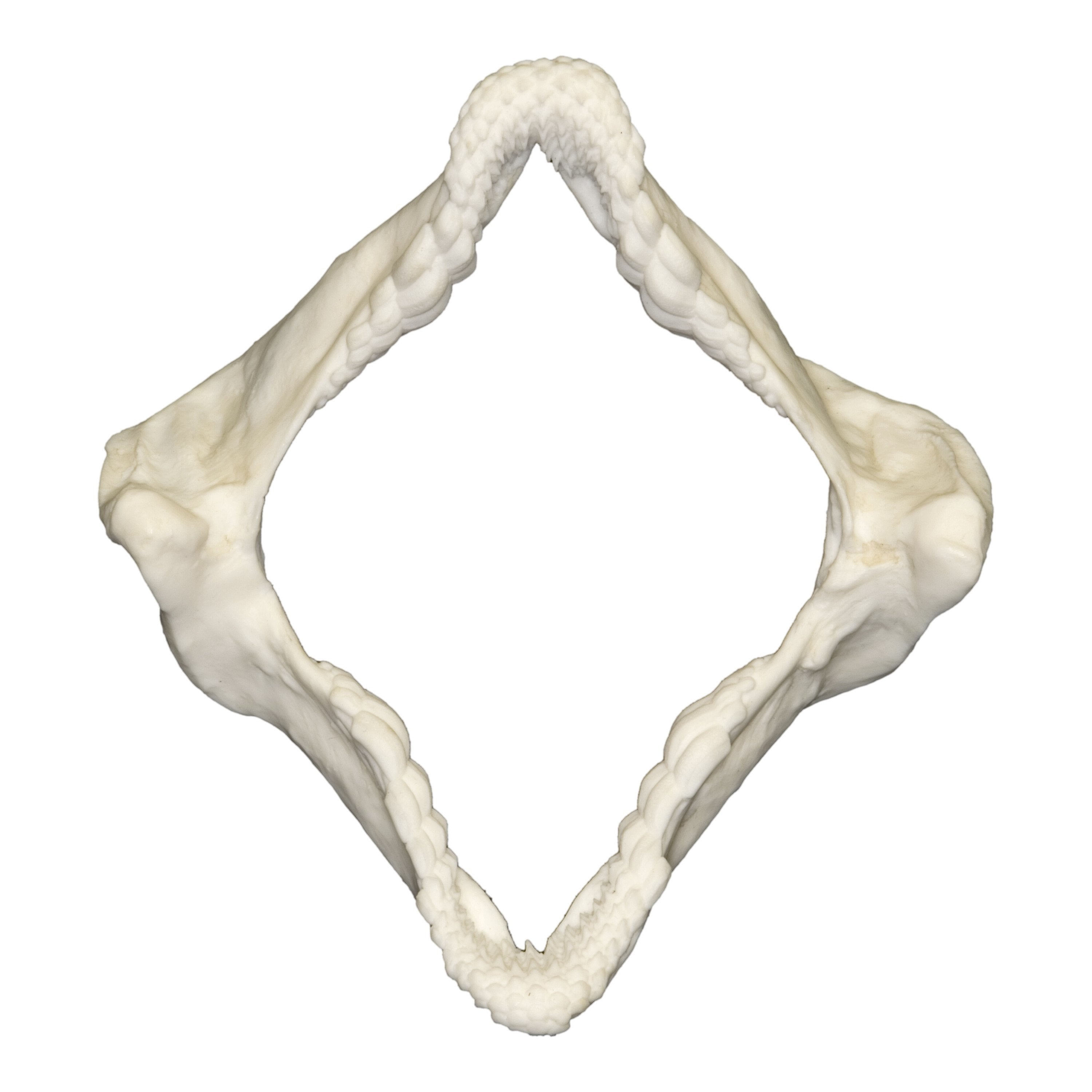 Zebra Bullhead Shark Teeth