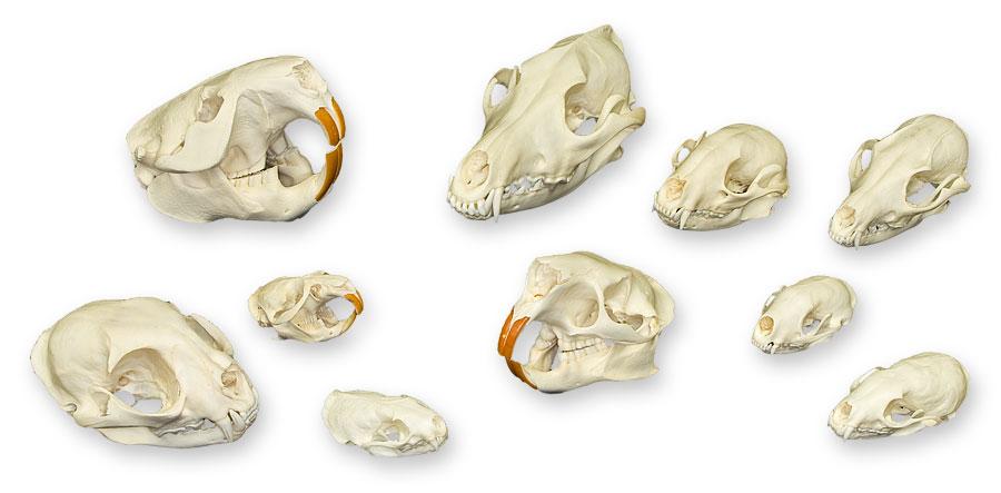 North American Furbearers Skull Kit For Sale — Skulls Unlimited ...