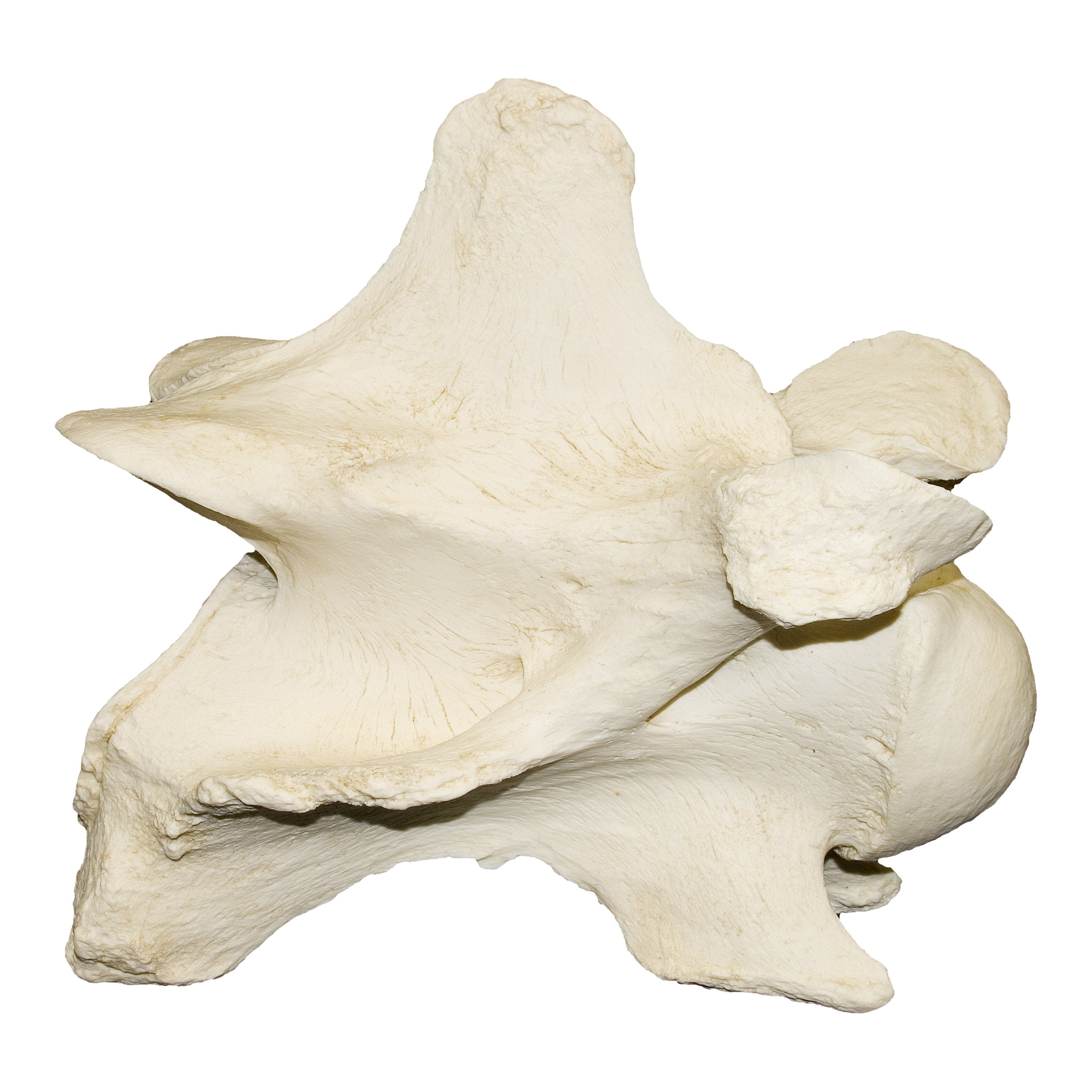 Replica Giraffe Vertebrae — Skulls Unlimited International, Inc.