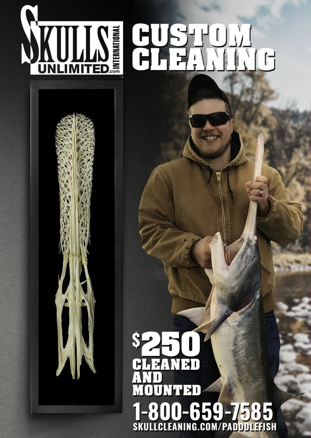 Spoonbill Skull Shadow Box For Sale — Skulls Unlimited International, Inc.