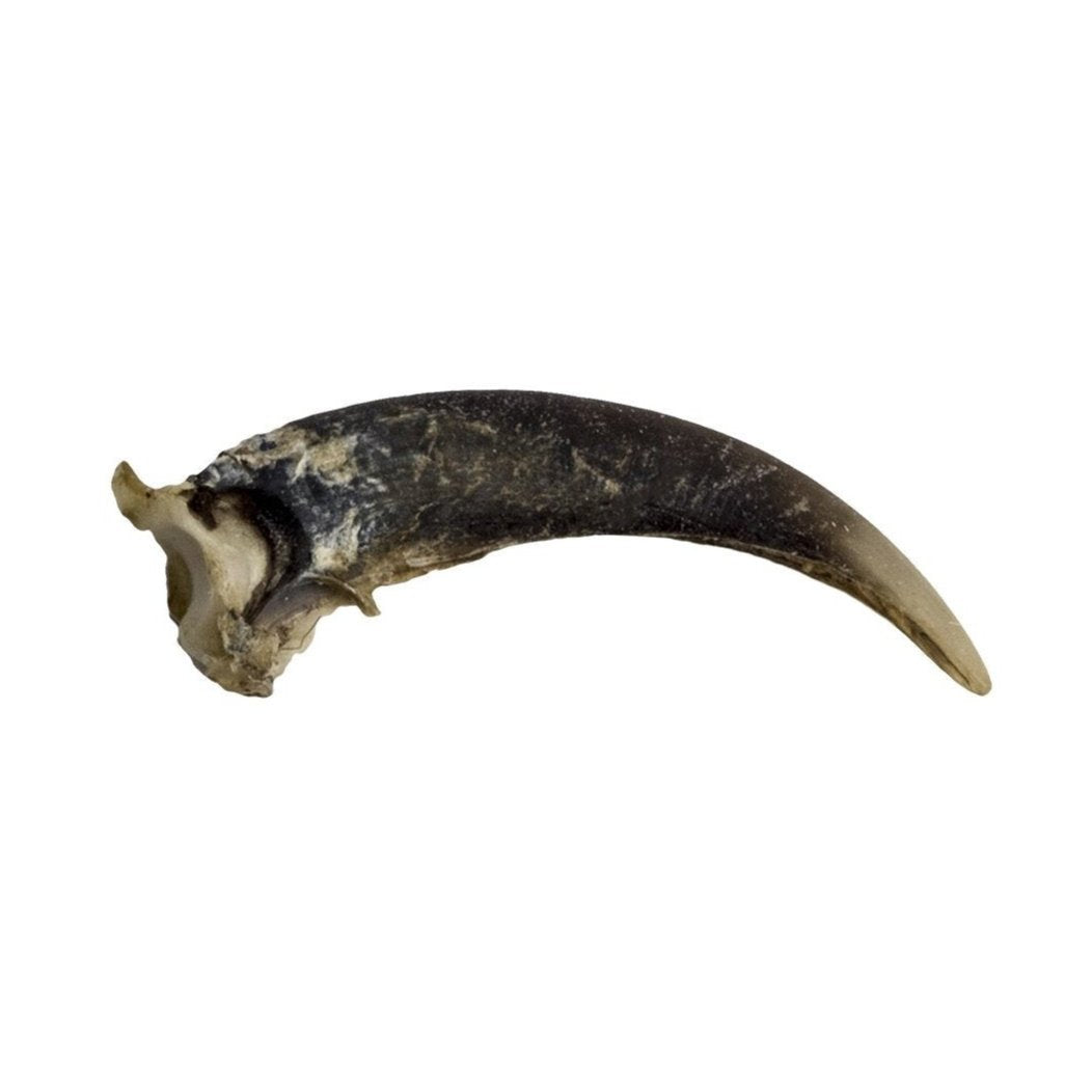 Real Woodchuck Claw — Skulls Unlimited International, Inc.