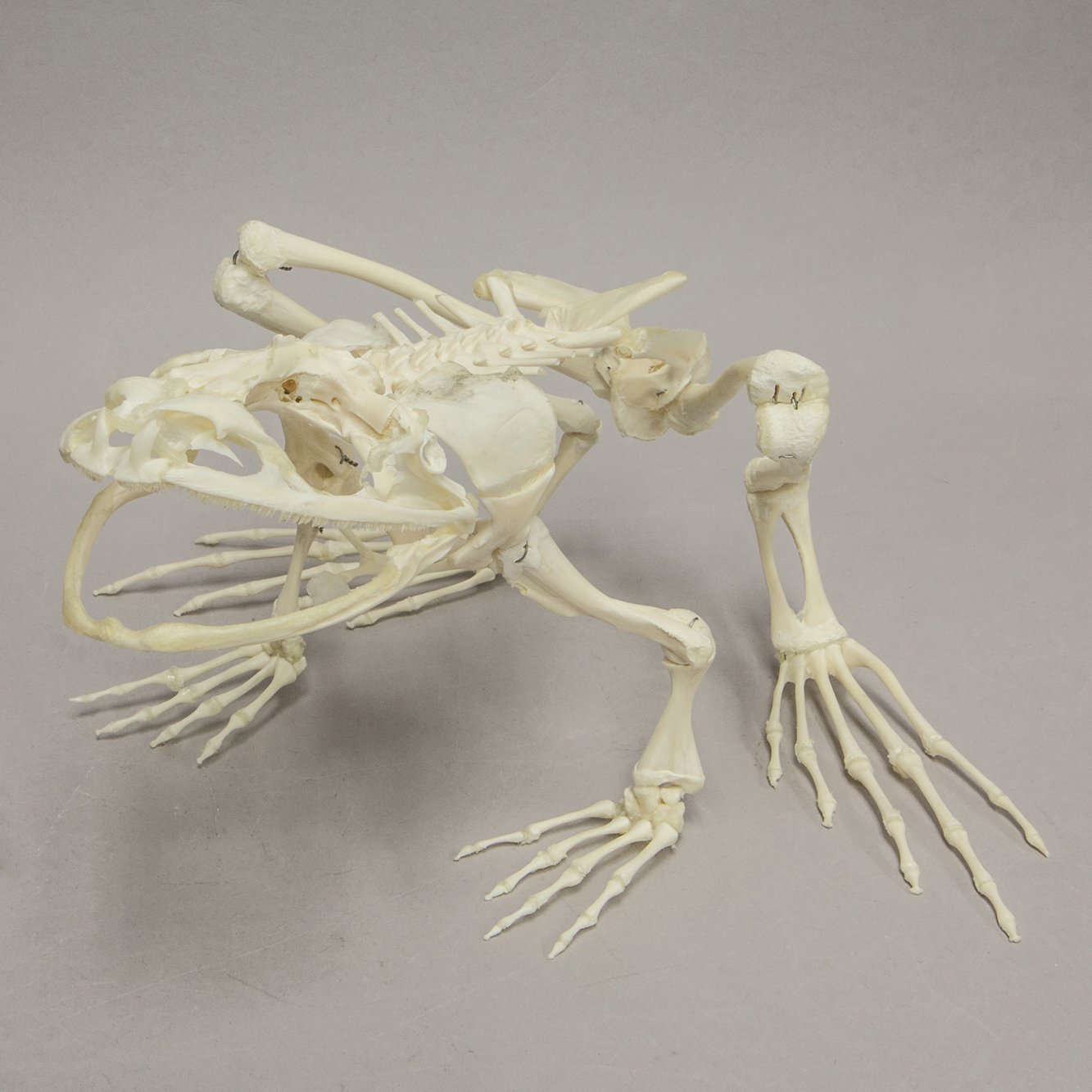 Frog Skeleton