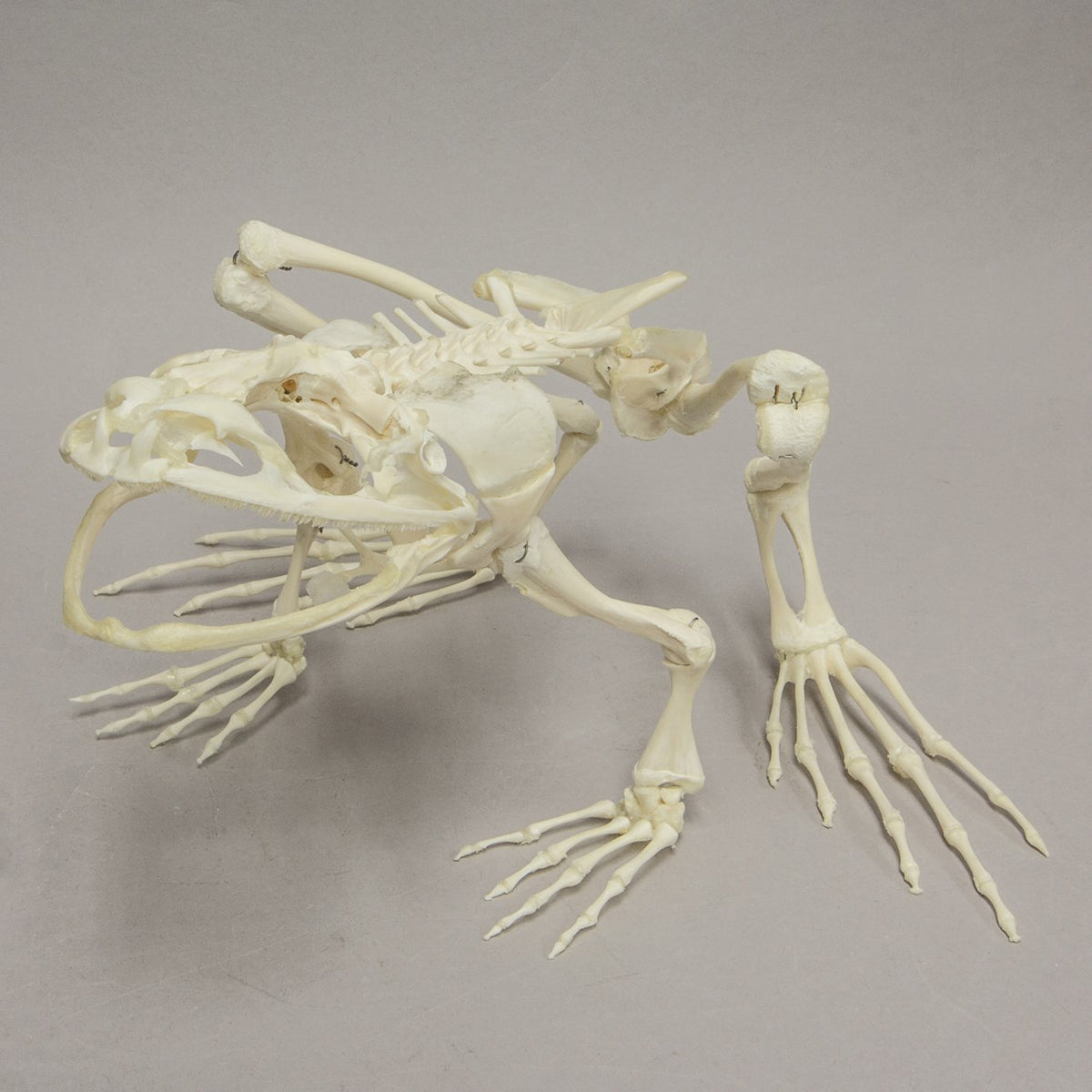 Real Giant Slippery Frog Skeleton For Sale — Skulls Unlimited ...