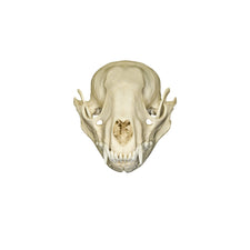 Real Raccoon Skull For Sale — Skulls Unlimited International, Inc.