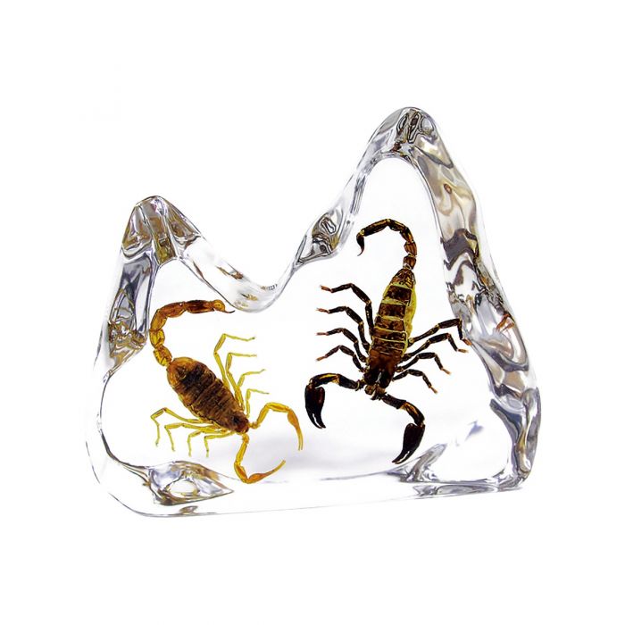 Real Acrylic Gold and Black and Scorpion Paperweight For Sale — Skulls ...