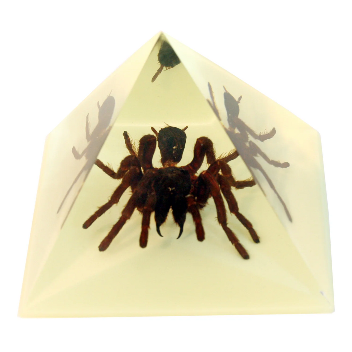 Real Tarantula in Acrylic Pyramid Paperweight For Sale — Skulls ...