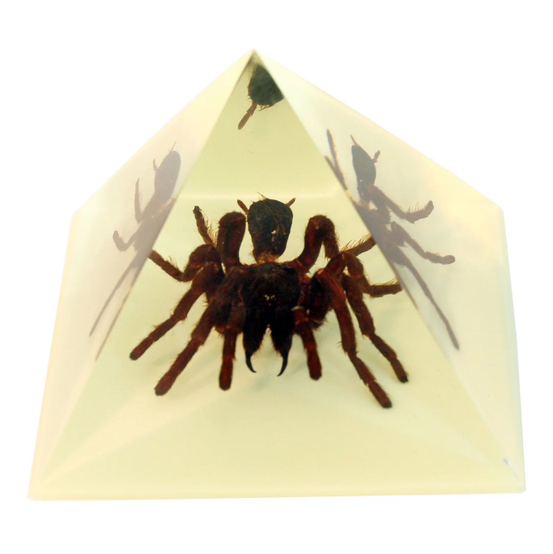 Real Acrylic Tarantula Pyramid Paperweight — Skulls Unlimited ...