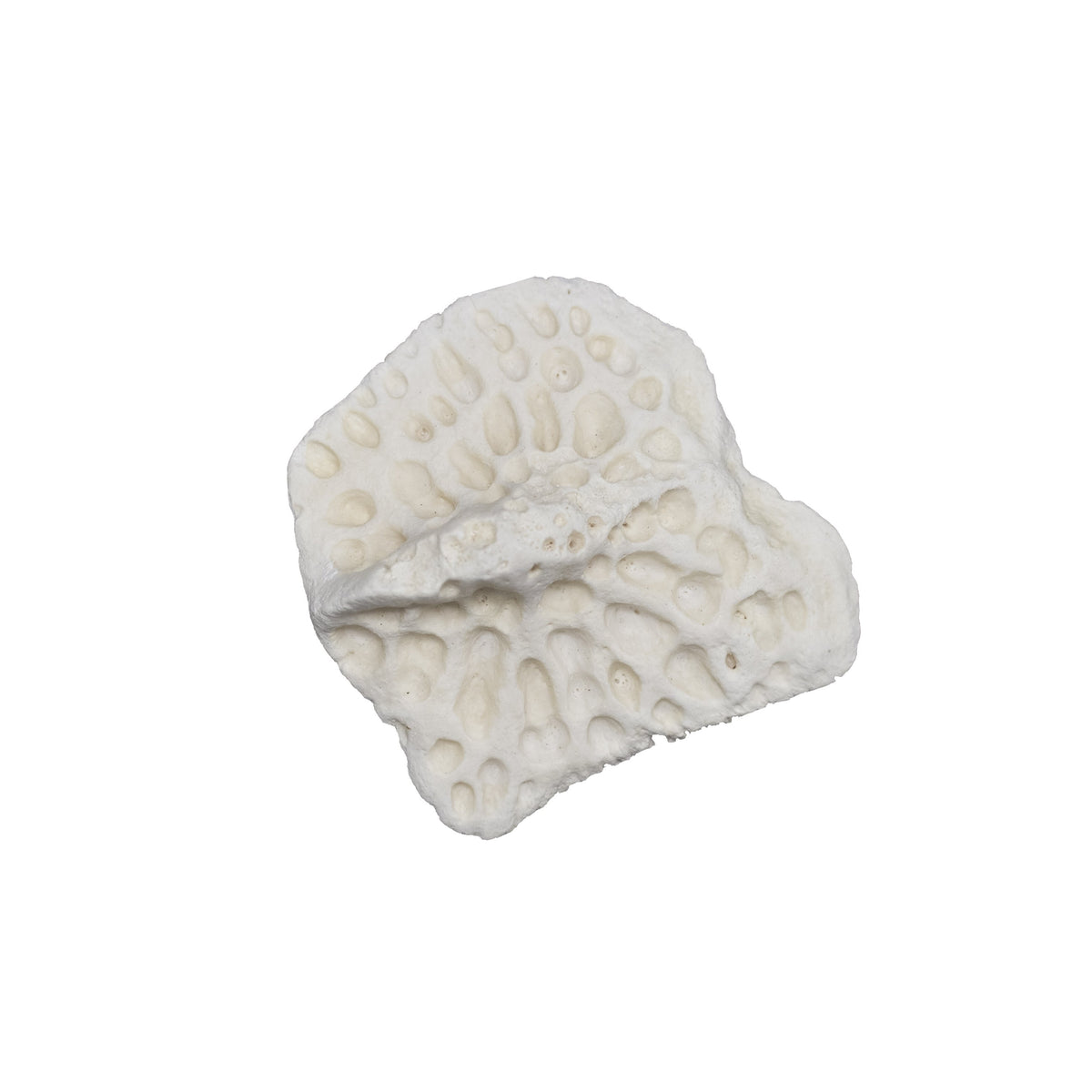 Real American Alligator Osteoderm — Skulls Unlimited International, Inc.